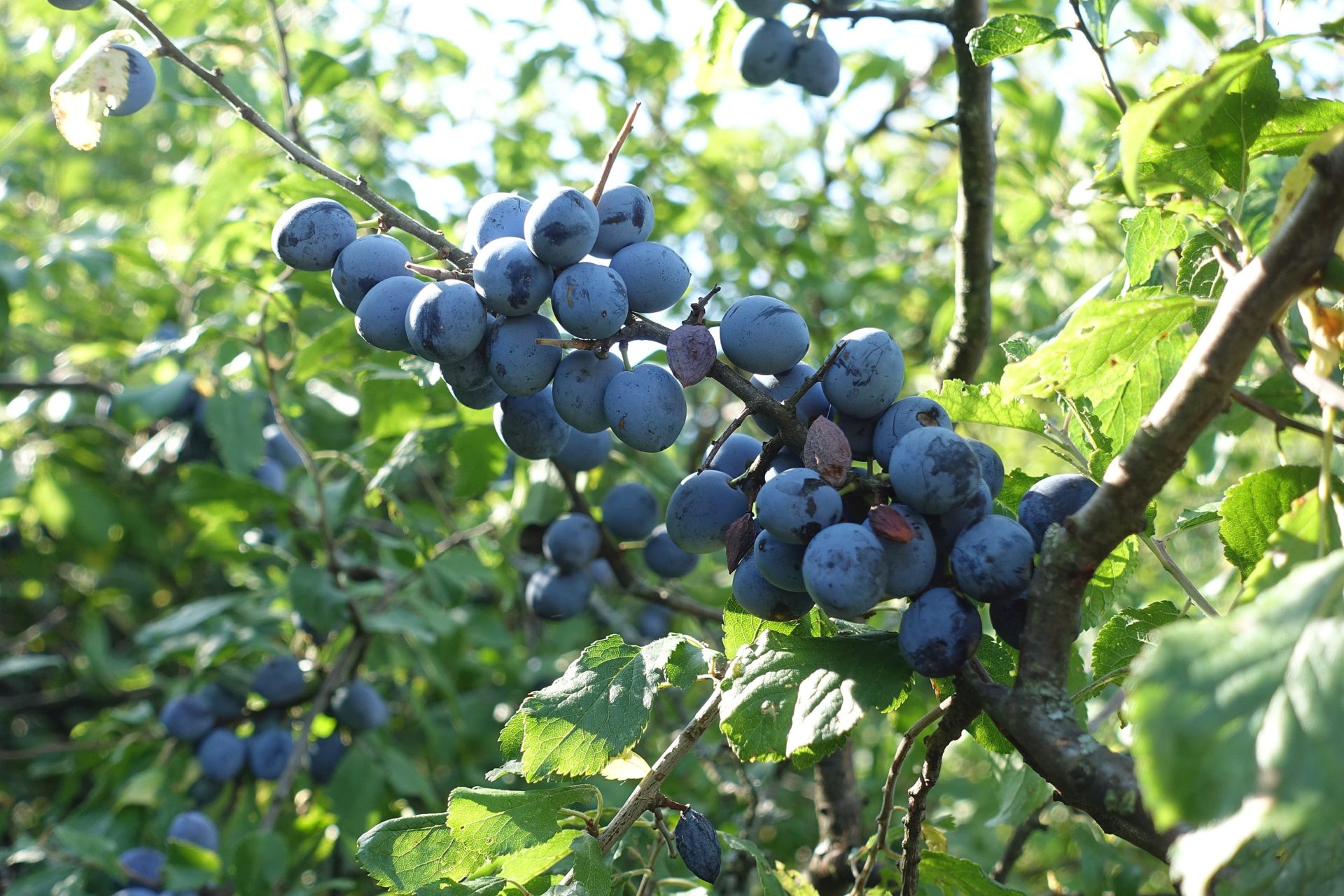 Trnina – divlje voće s obiljem vitamina - Gospodarski list