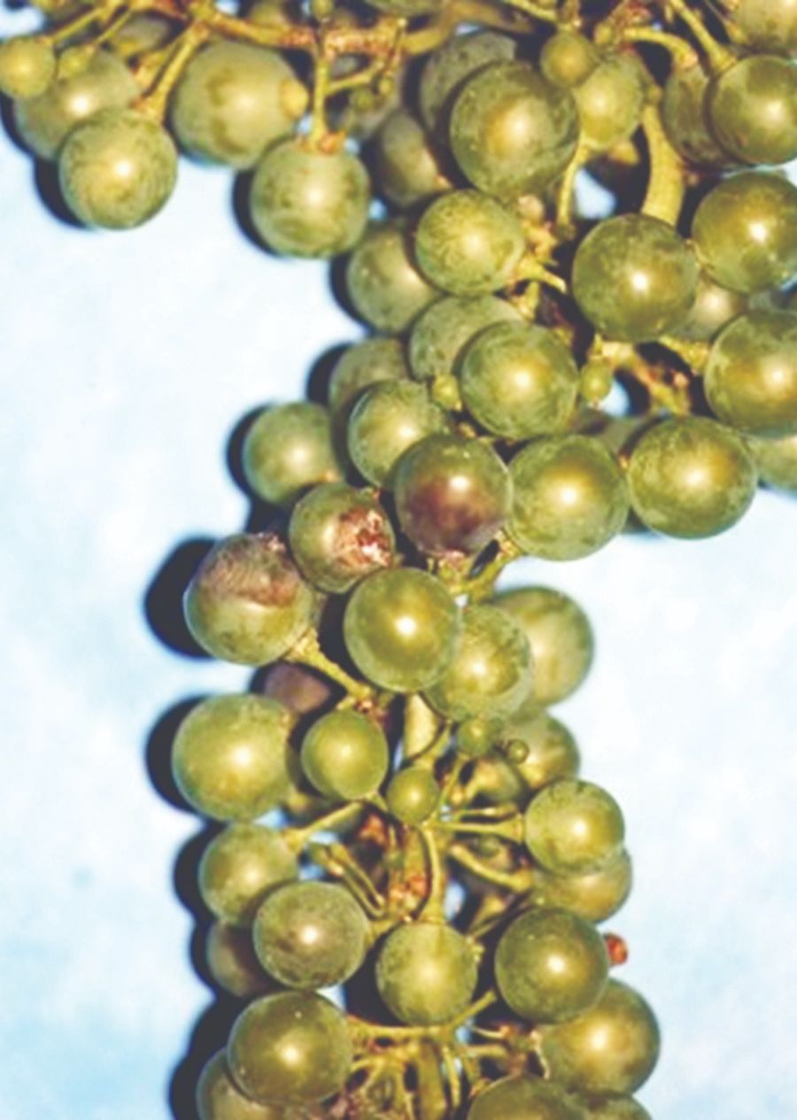 Najvažniji tehnološki štetnici vinove loze - Gospodarski list