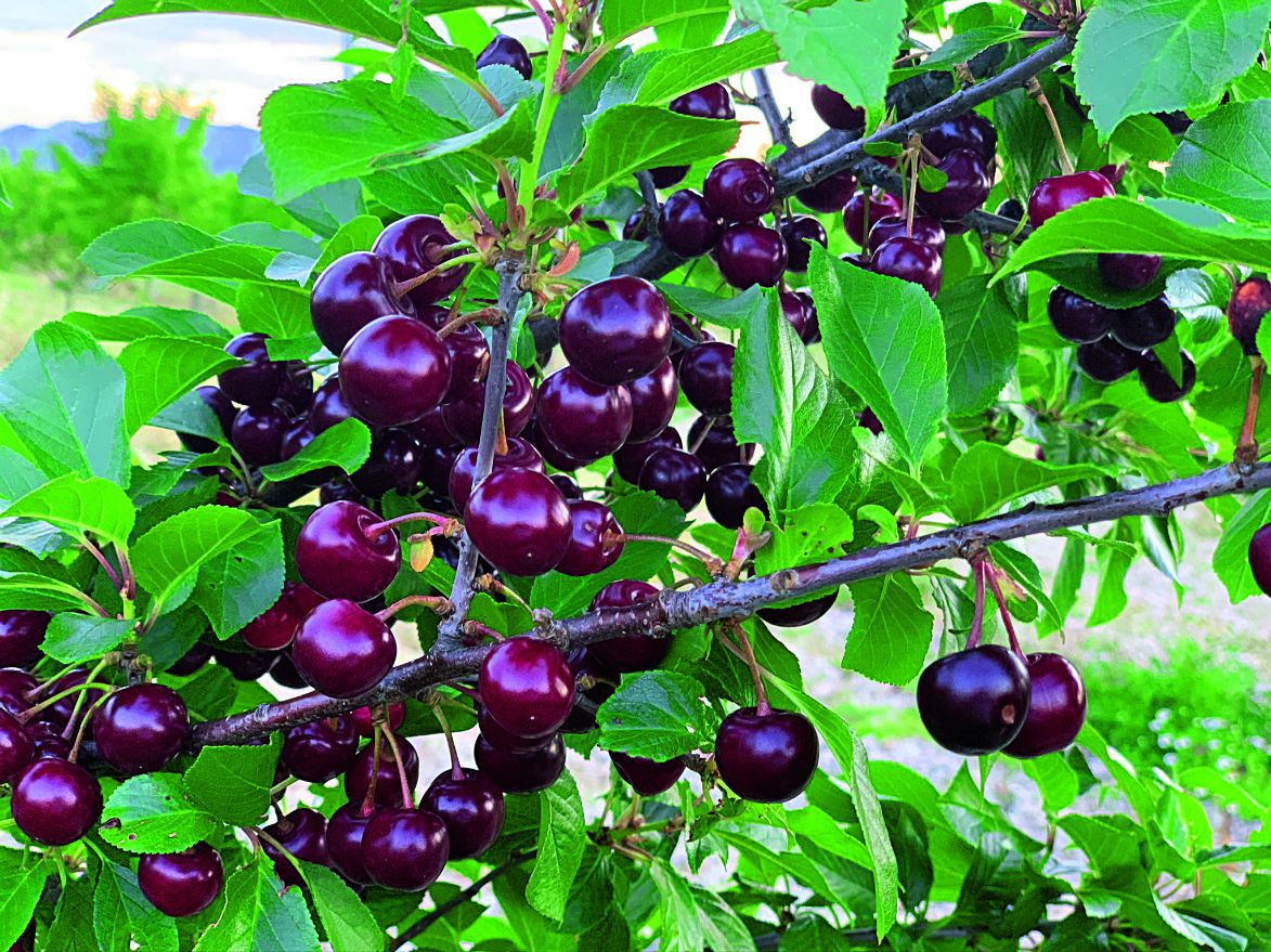 Koštičavo voće za proizvodnju rakije - Gospodarski list