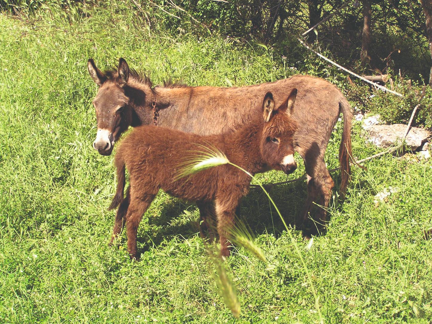 Izvorne pasmine konja i magaraca - Gospodarski list