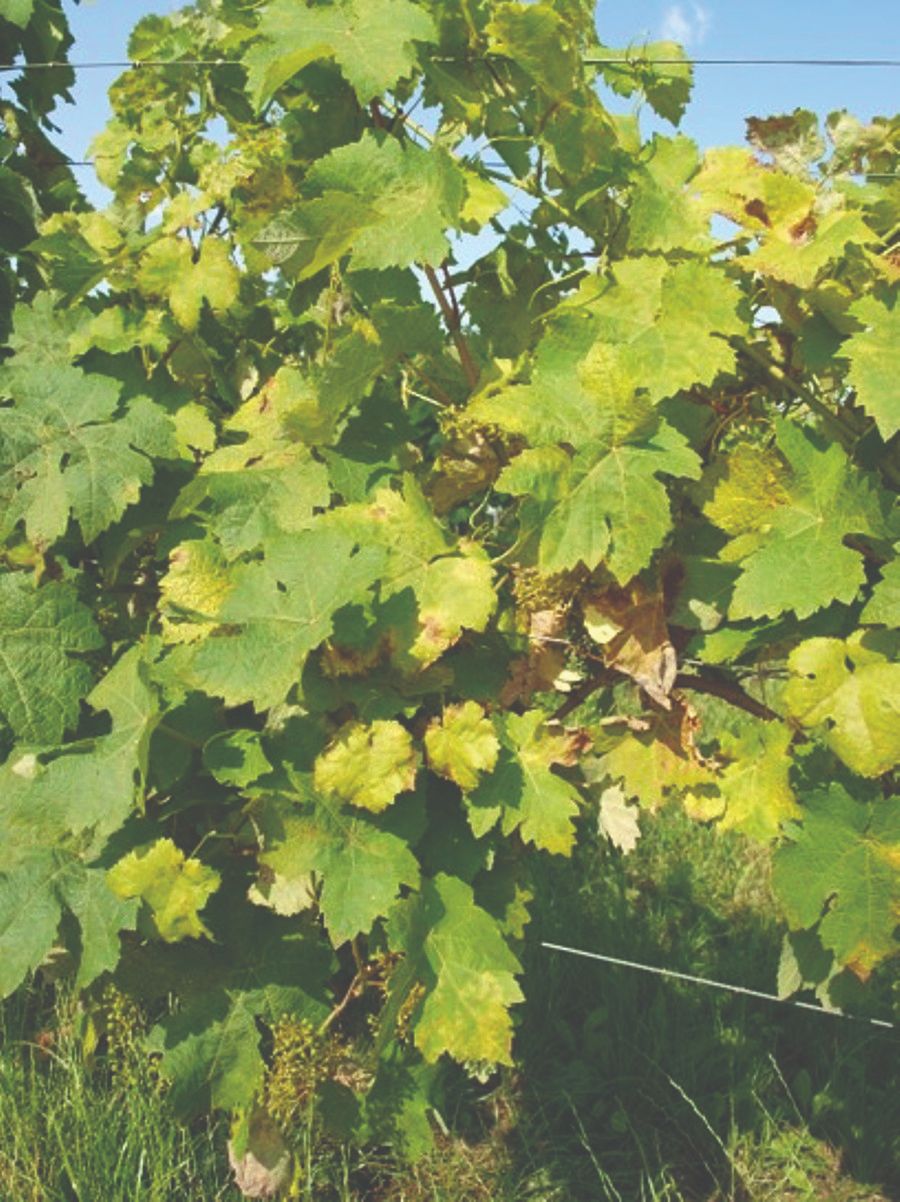 Plamenjača vinove loze - Gospodarski list