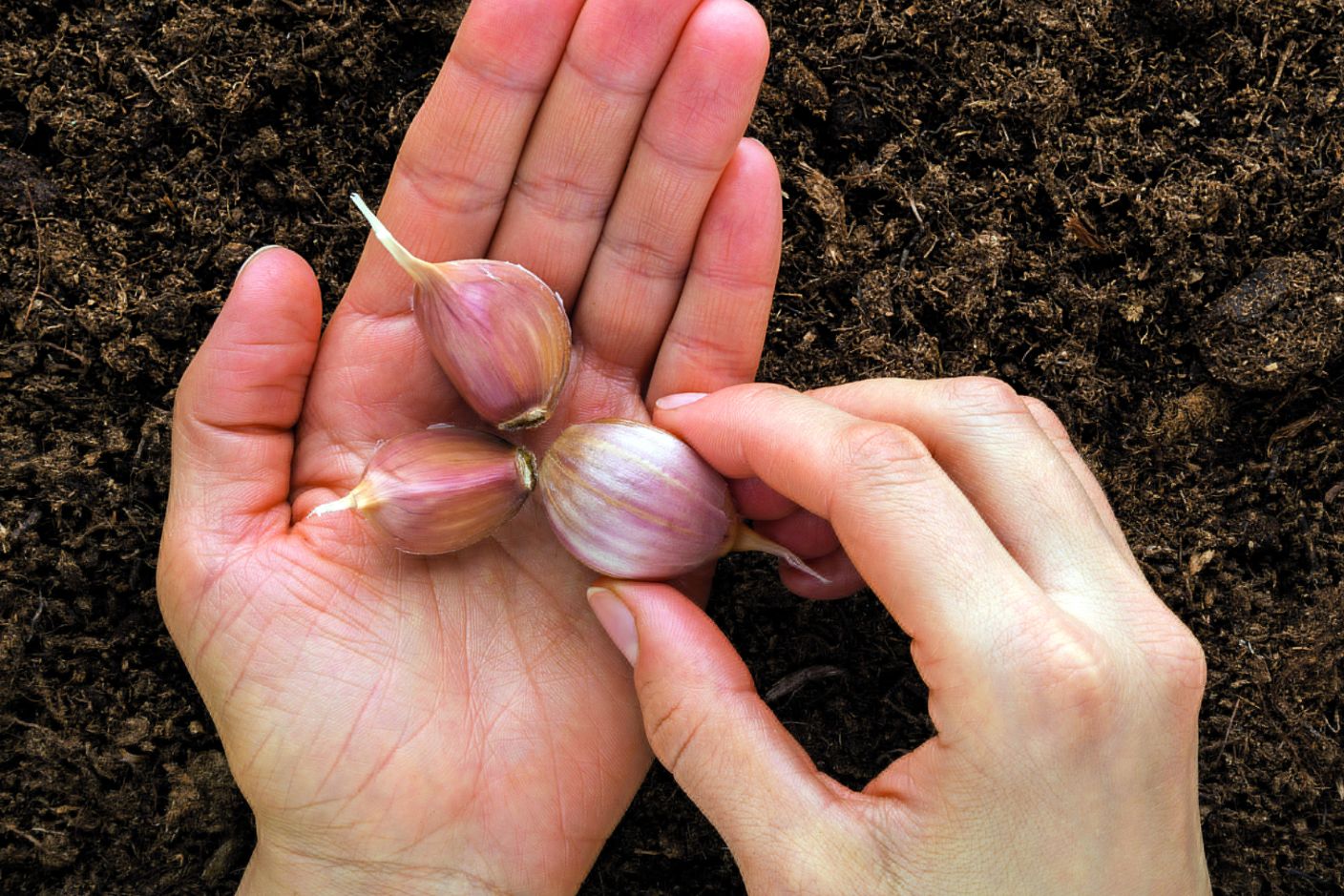 Je li bolje saditi češnjak u jesen ili u proljeće? - Gospodarski list