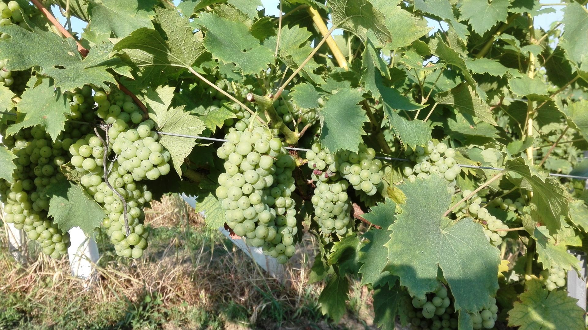 Navodnjavanje vinove loze - Gospodarski list