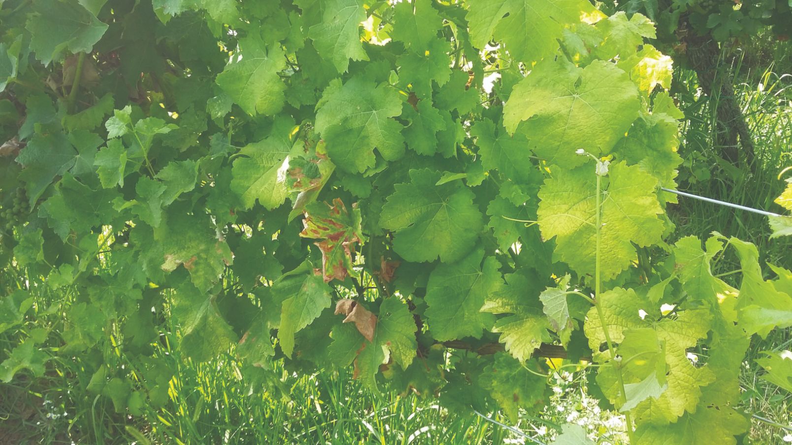 Preventivno suzbijanje bolesti drva vinove loze - Gospodarski list