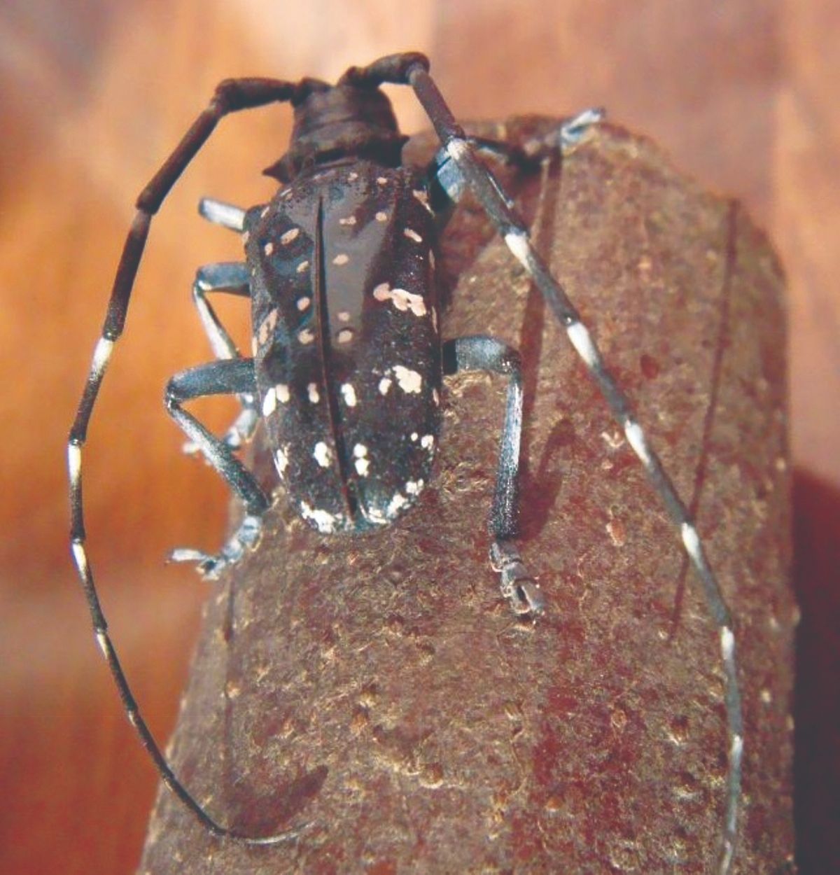 Štetni organizmi prijete i Hrvatskoj! - Gospodarski list