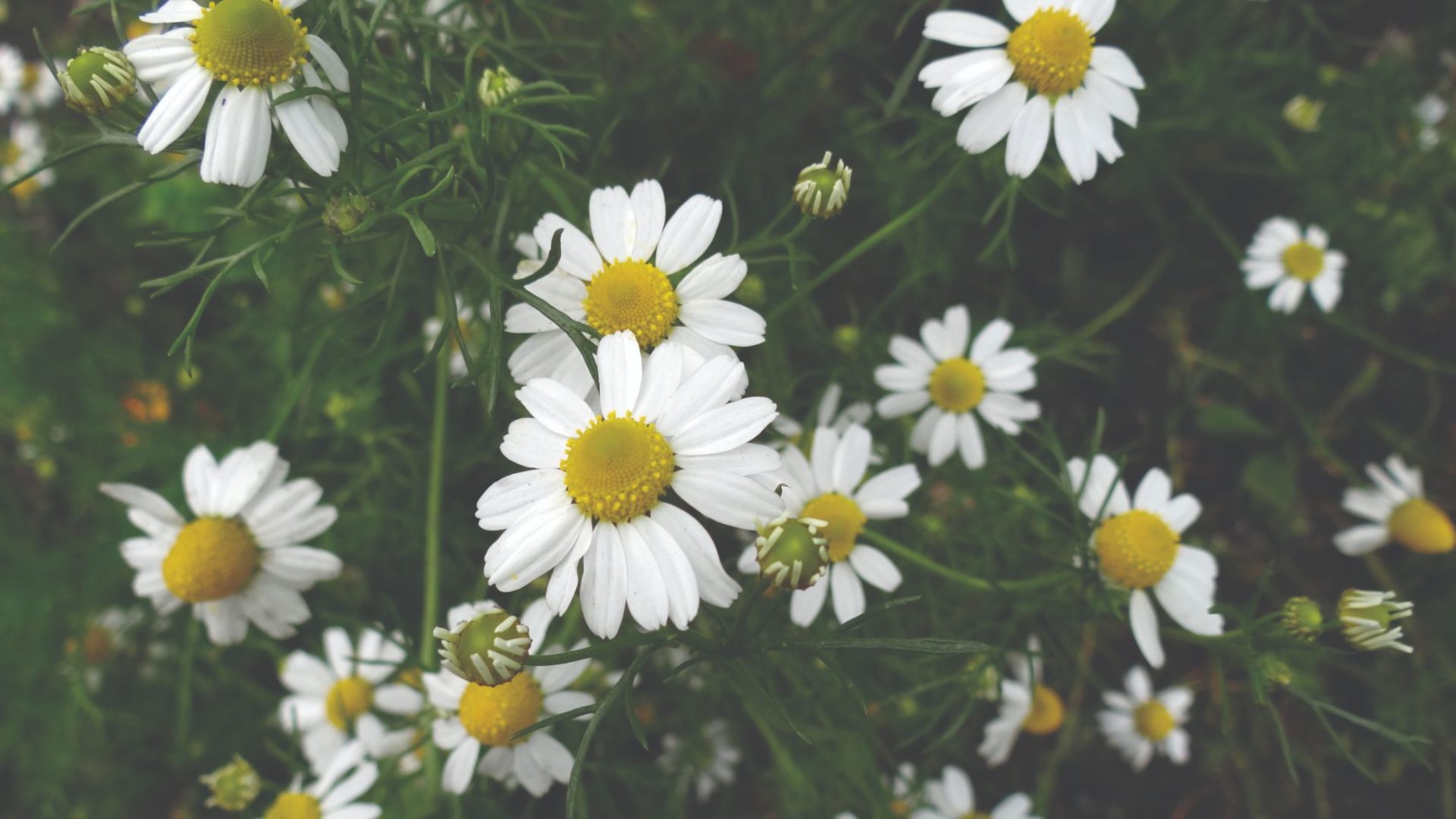 Biljke za ugodan san - Gospodarski list