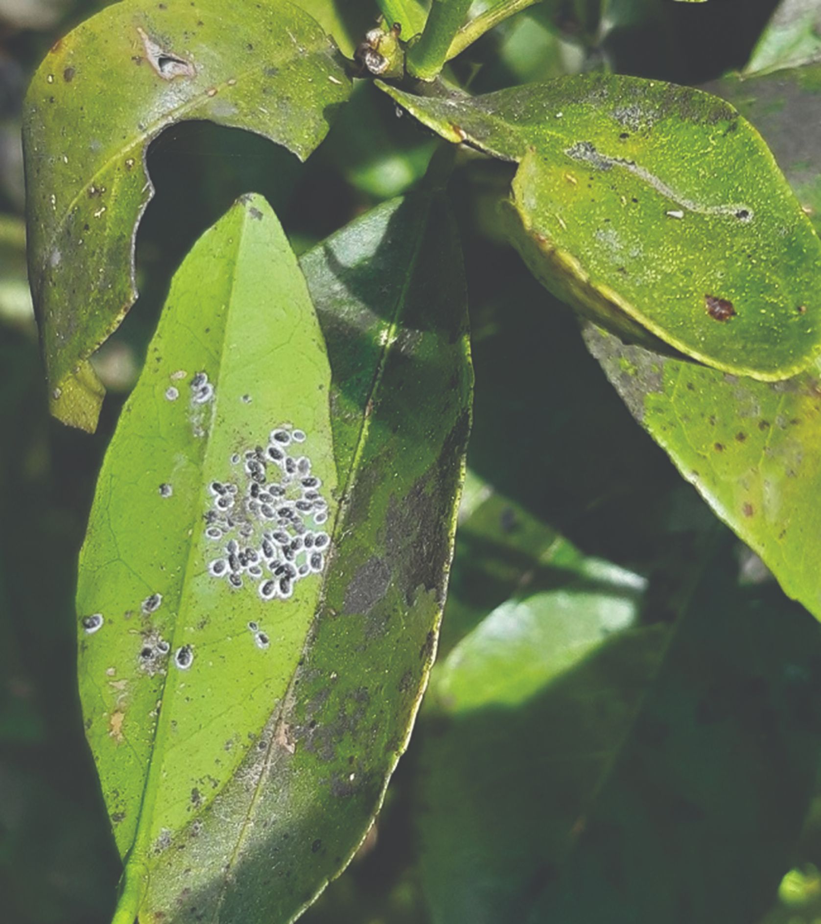 Narančin trnoviti štitasti moljac – karantenski štetnik - Gospodarski list