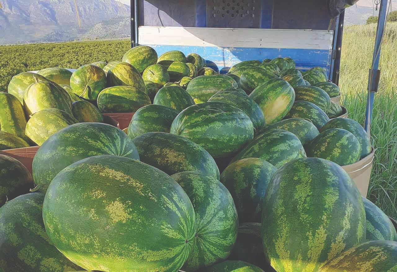 Kolika je isplativost uzgoja lubenice? - Gospodarski list