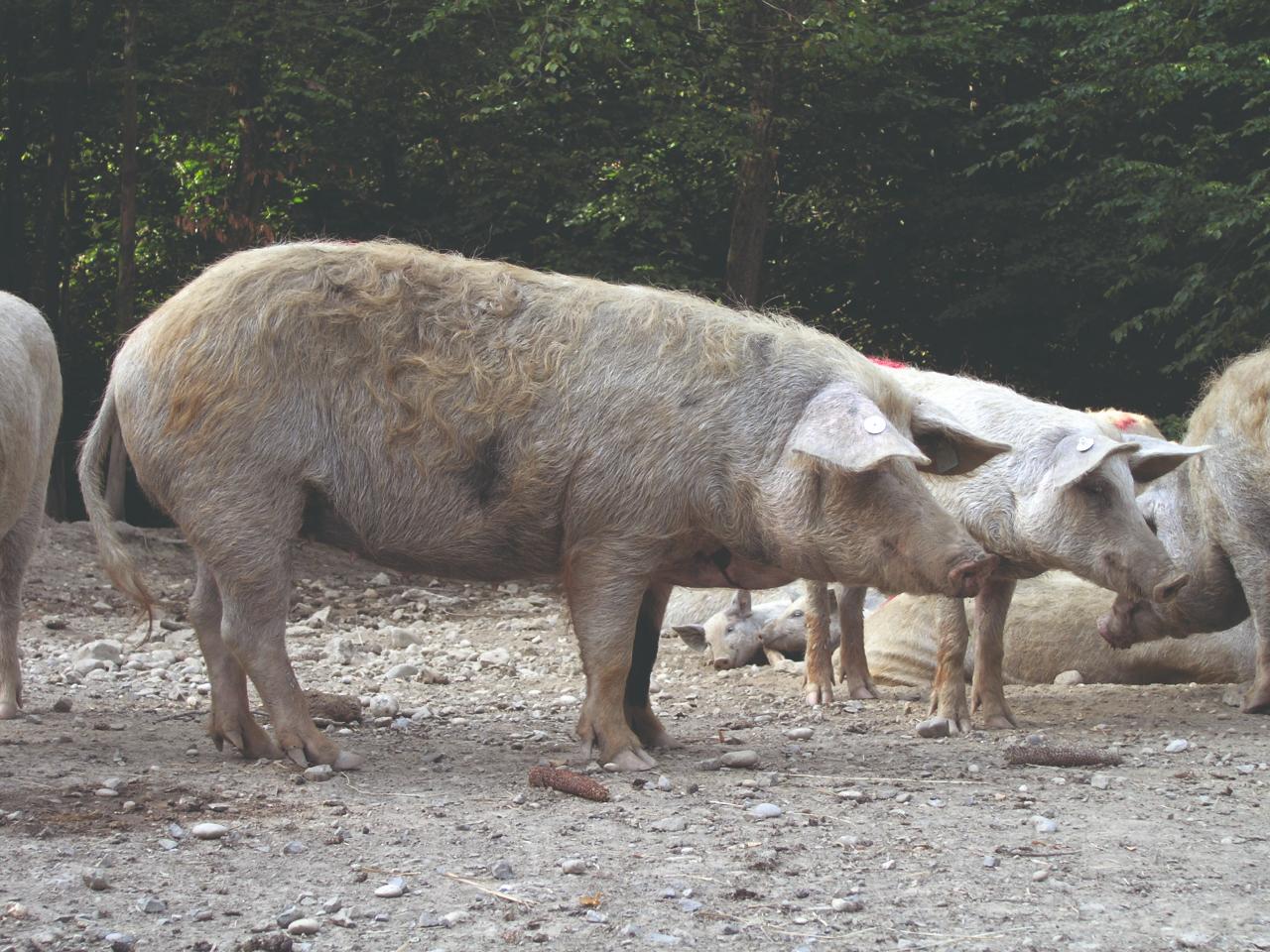 Jela za Vaš blagdanski stol - Gospodarski list