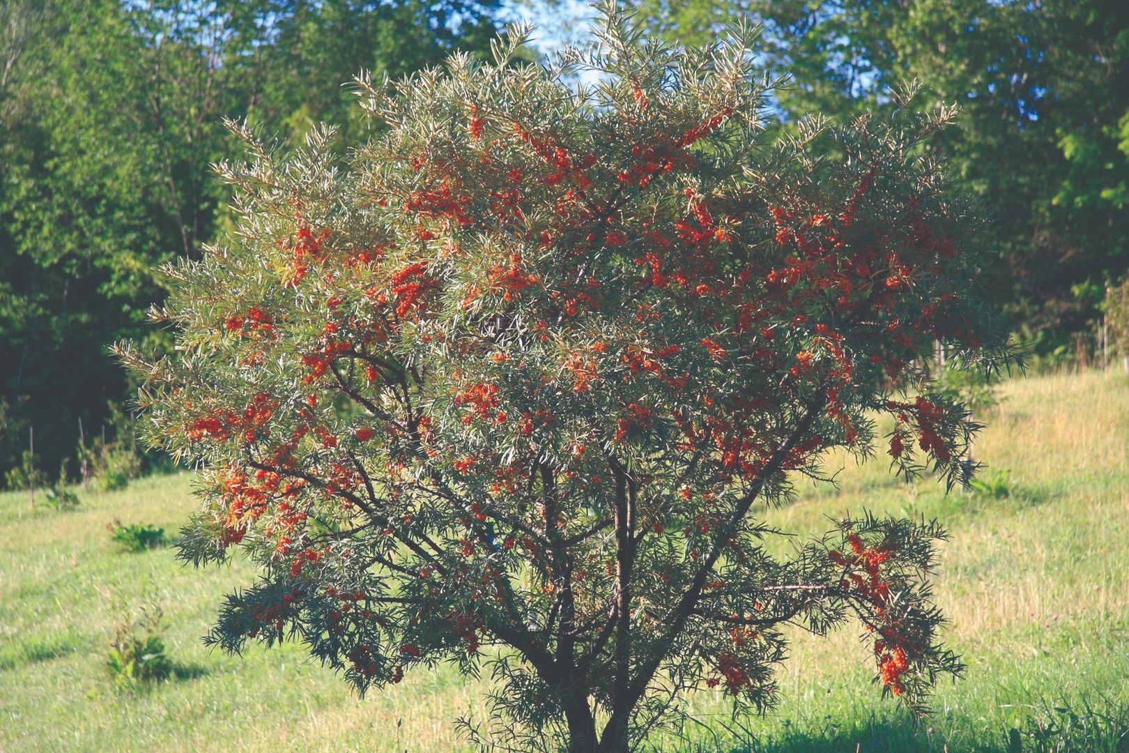 Manja ukrasna stabla za dvorište i vrt - Gospodarski list