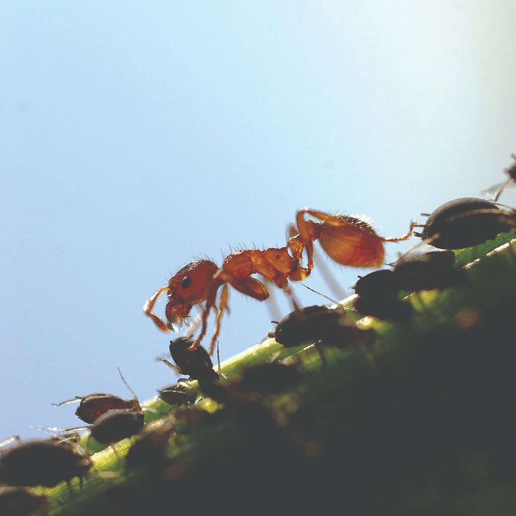 Najbolje metode suzbijanja osa i stršljena - Gospodarski list