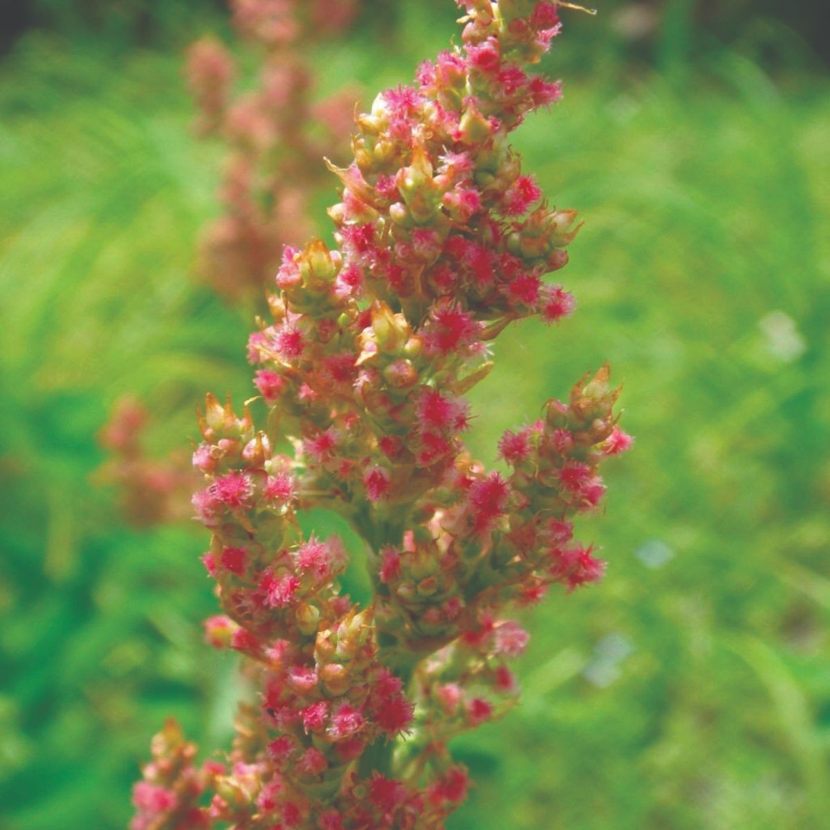 Kiselica - ukusan i ljekovit korov - Gospodarski list