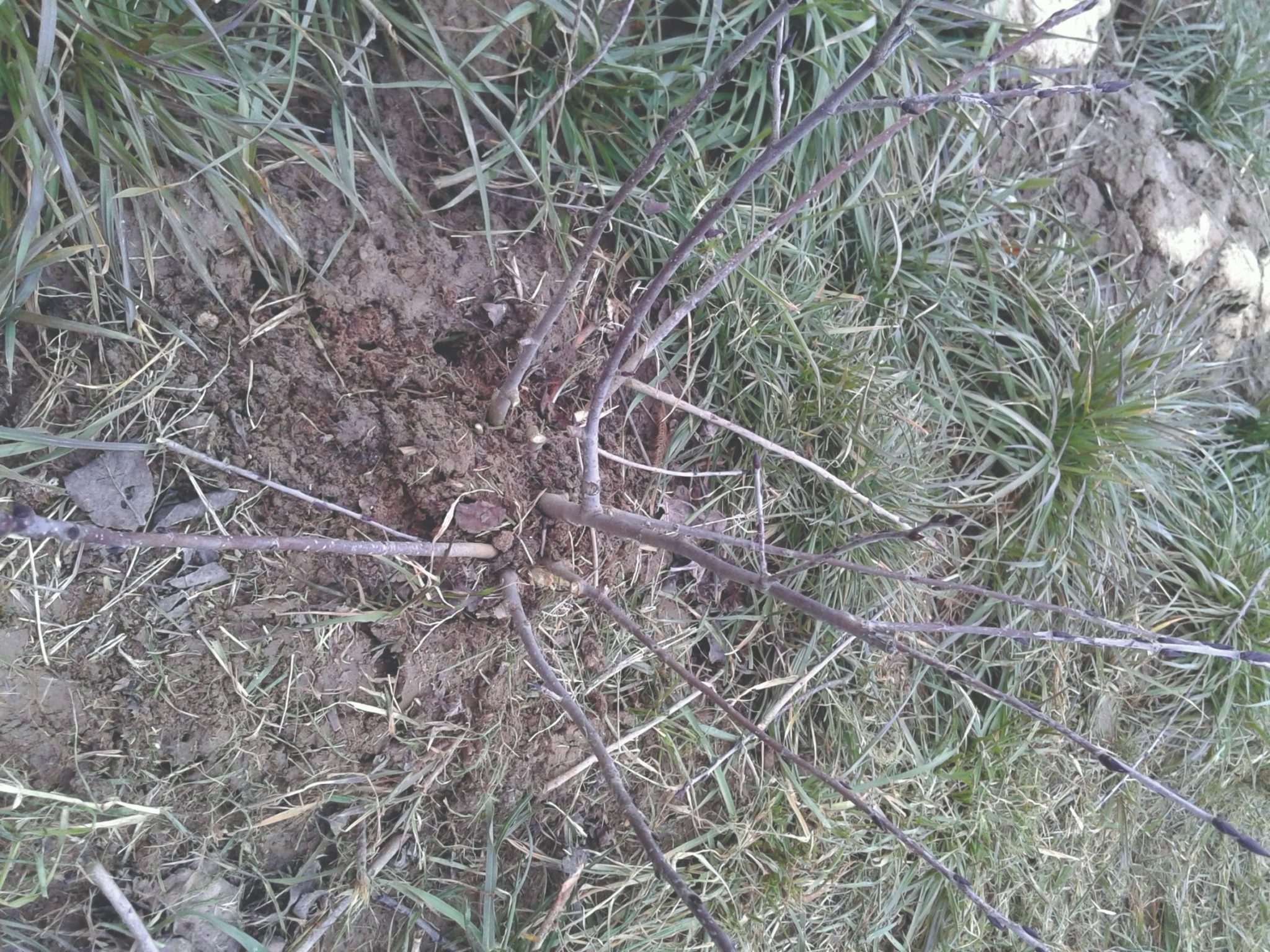 Kako obaviti rezidbu grmolikih voćaka? - Gospodarski list