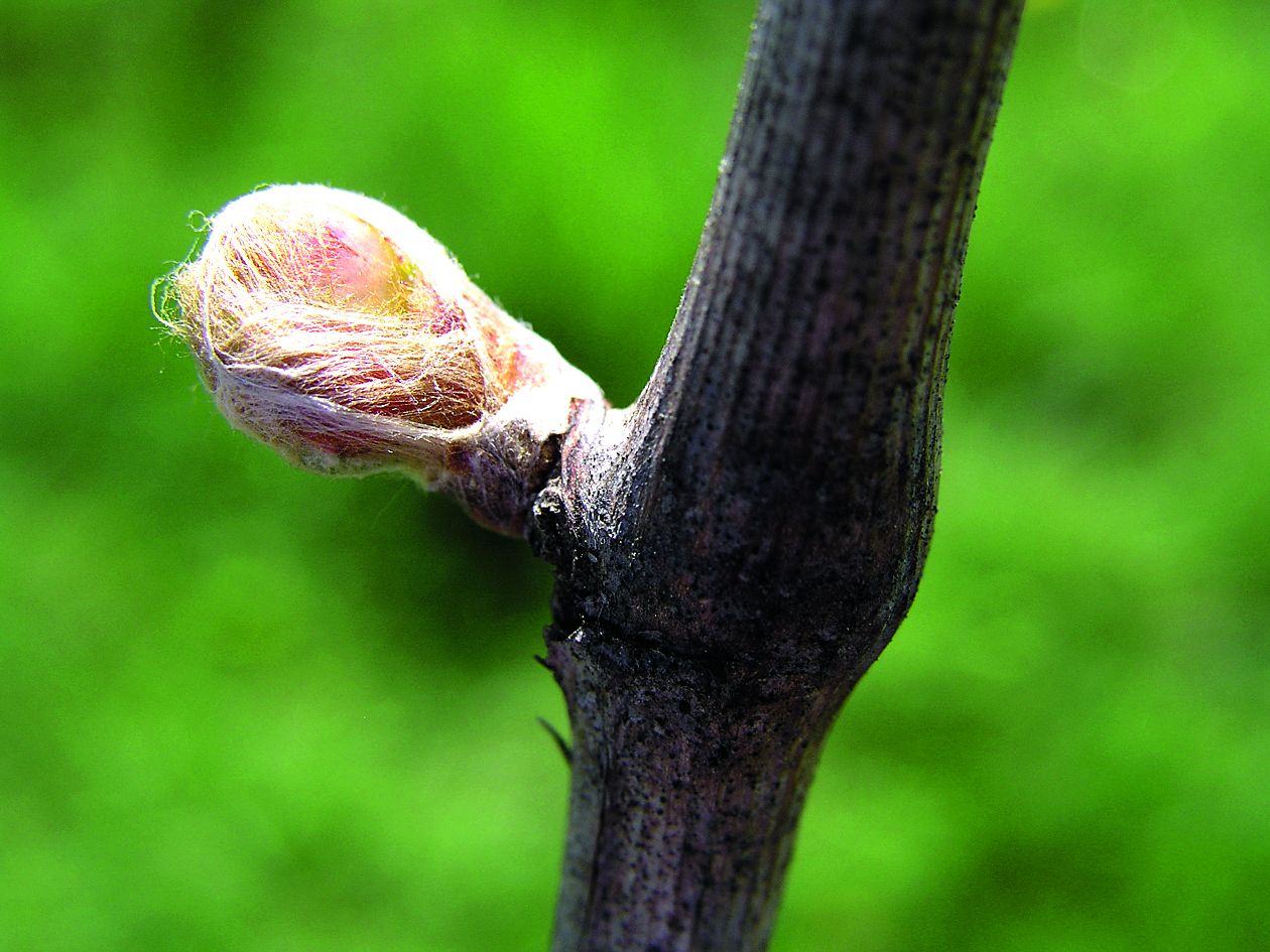 Vinova loza i okoliš - Gospodarski list