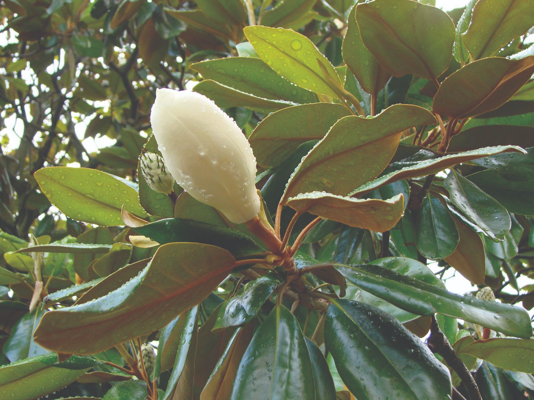 Kako uspješno uzgojiti magnolije? - Gospodarski list