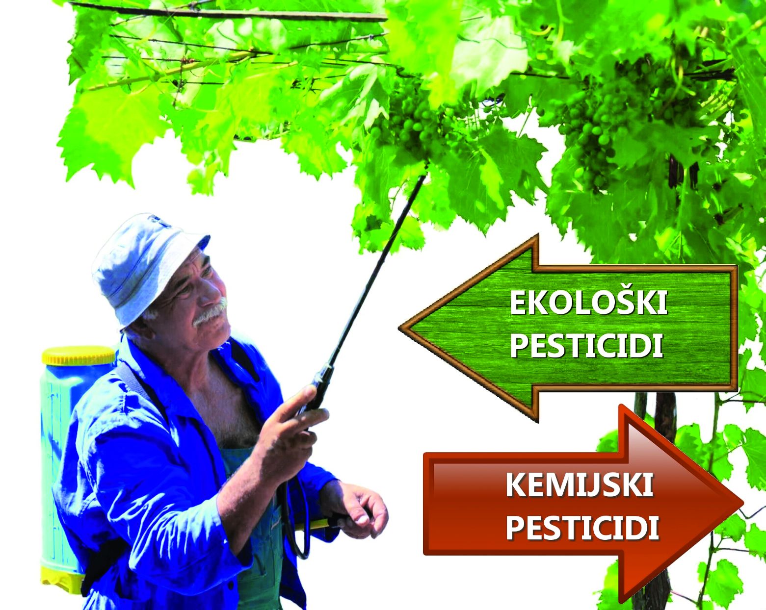 Vinova loza je najzahtjevnija poljoprivredna kultura za zaštitu od ...