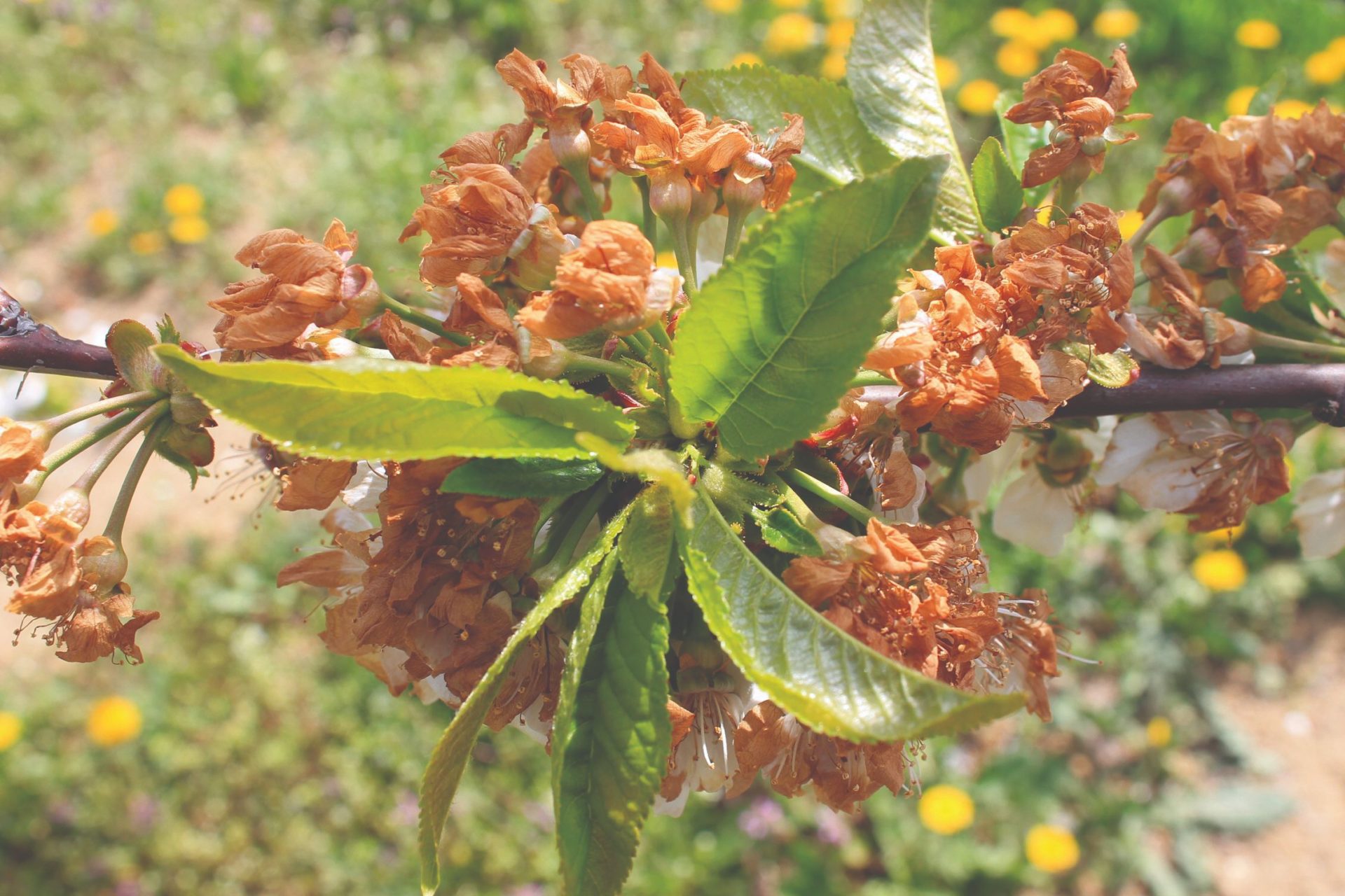 Osiguranje od mraza - što trebate znati kod ugovaranja? - Gospodarski list