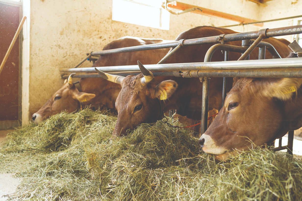 Sijeno u hranidbi životinja - Gospodarski list