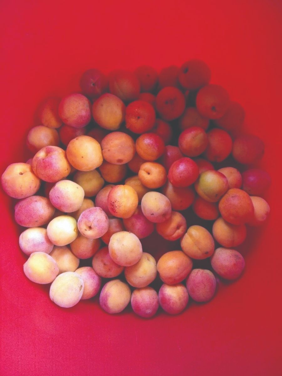 Prerada plodova za rakiju i alkoholna fermentacija - Gospodarski list