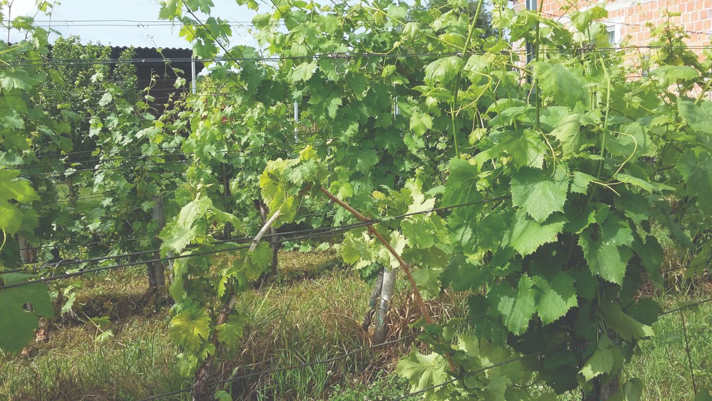 Preventivno suzbijanje bolesti drva vinove loze - Gospodarski list
