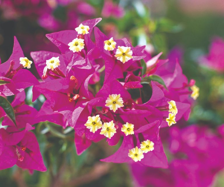 Bugenvilija – ukrasna penjačica dugotrajne cvatnje - Gospodarski list