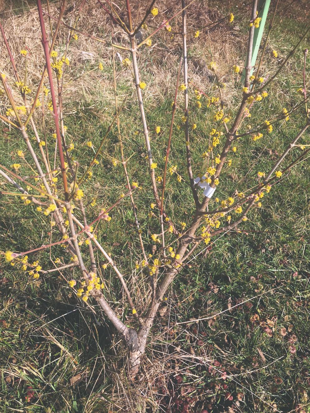 Drijen – svima poznat, a zanemaren - Gospodarski list