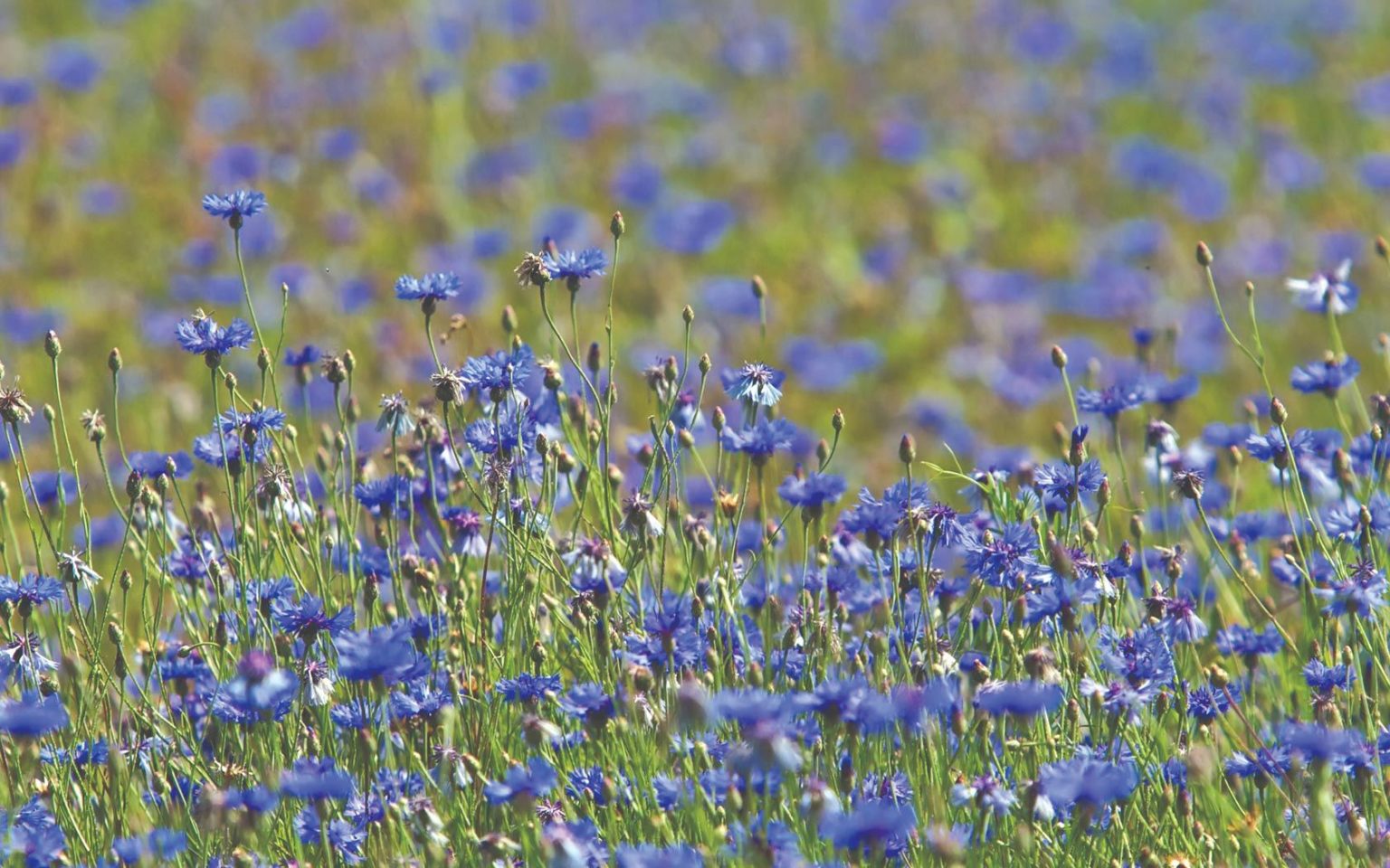 Različak - ljekoviti korov nebeskih očiju - Gospodarski list