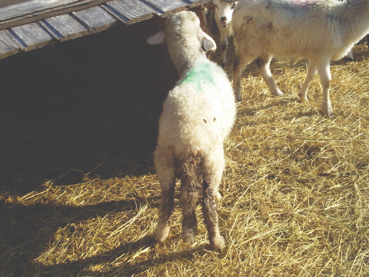 Bolesti janjadi i jaradi - Gospodarski list