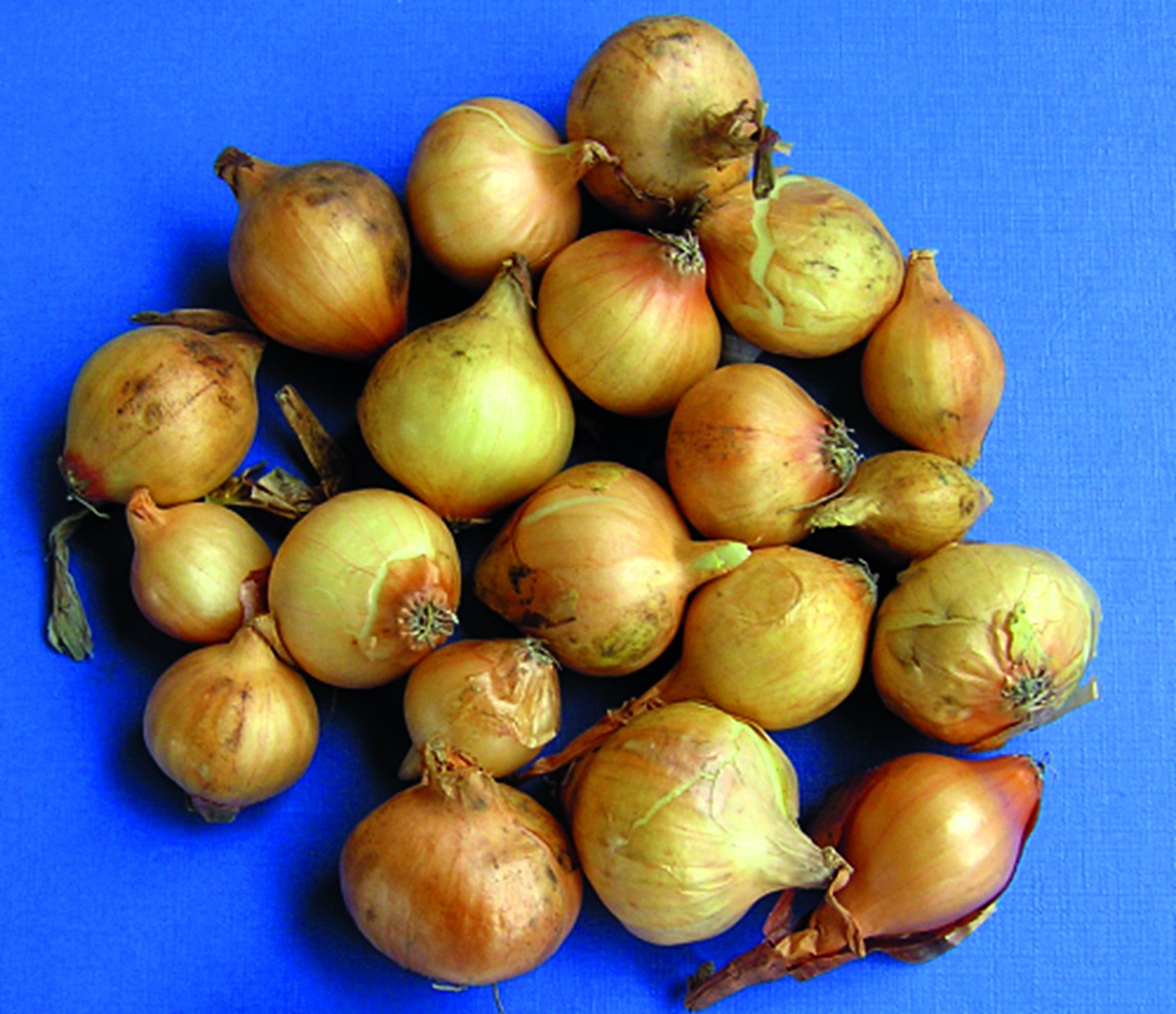 Koju sortu luka saditi u jesen iz lučica? - Gospodarski list