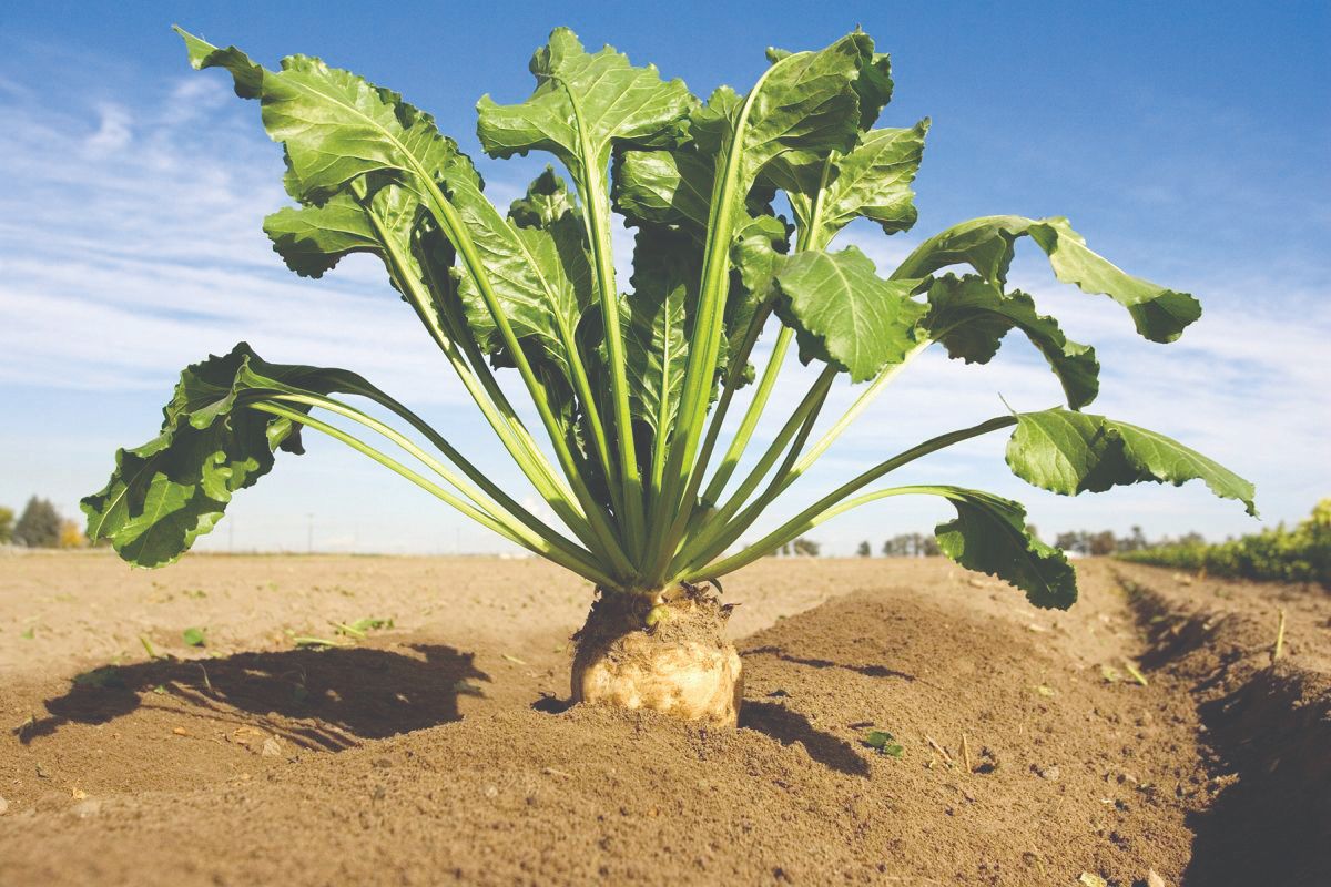 Pripreme za predstojeću sjetvu - Gospodarski list