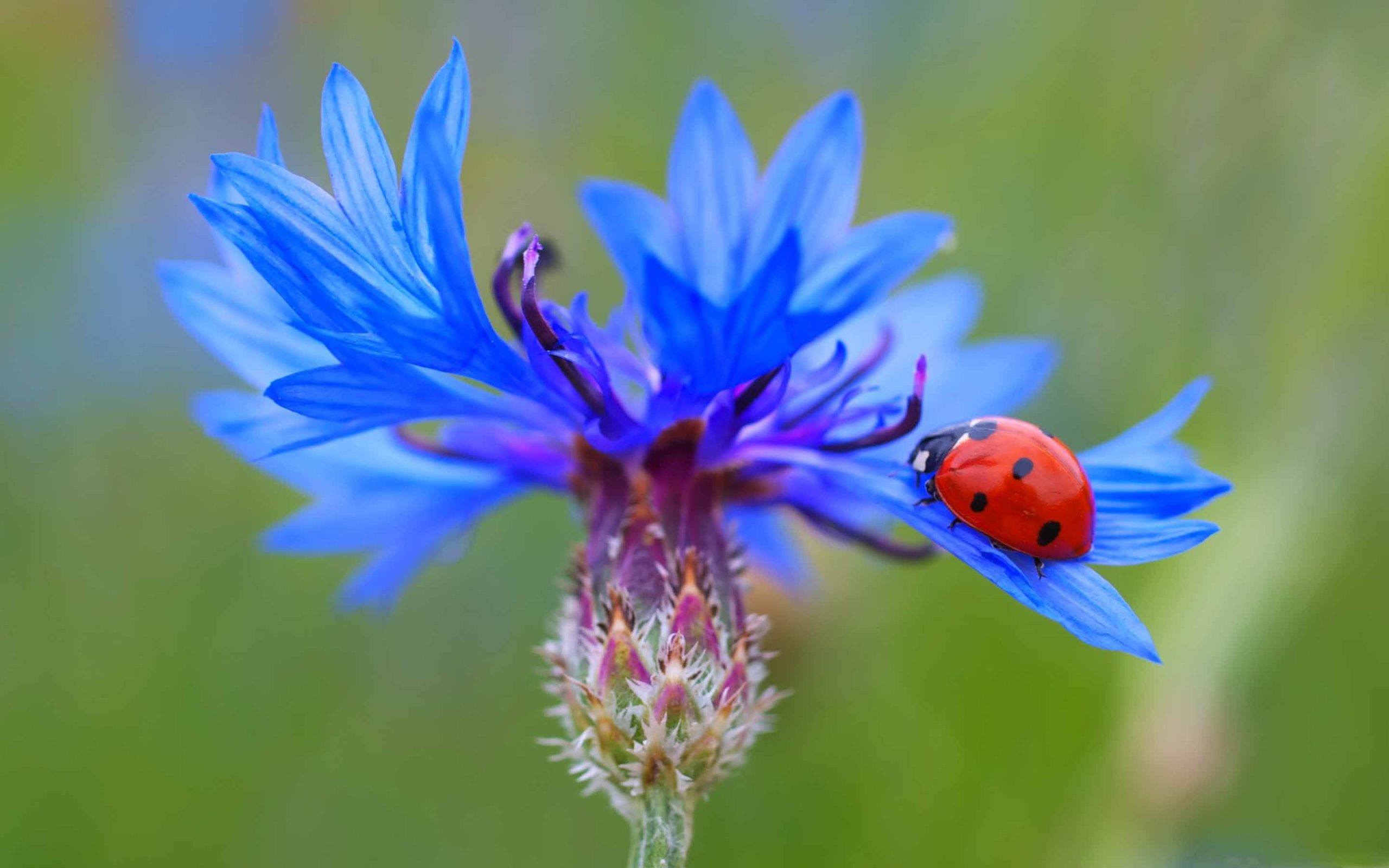 Različak - ljekoviti korov nebeskih očiju - Gospodarski list