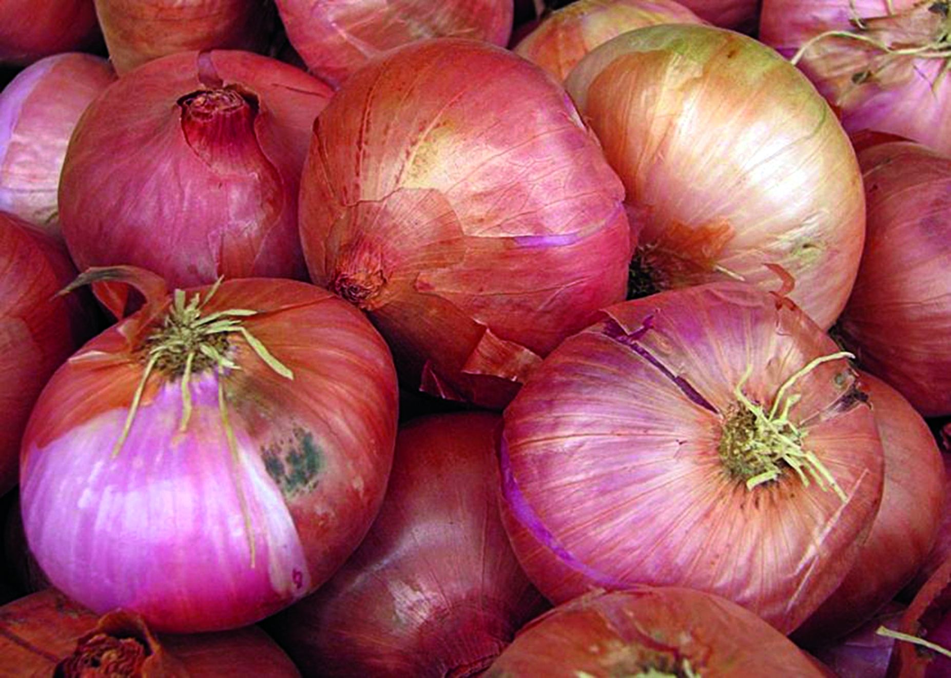 Koju sortu luka saditi u jesen iz lučica? - Gospodarski list