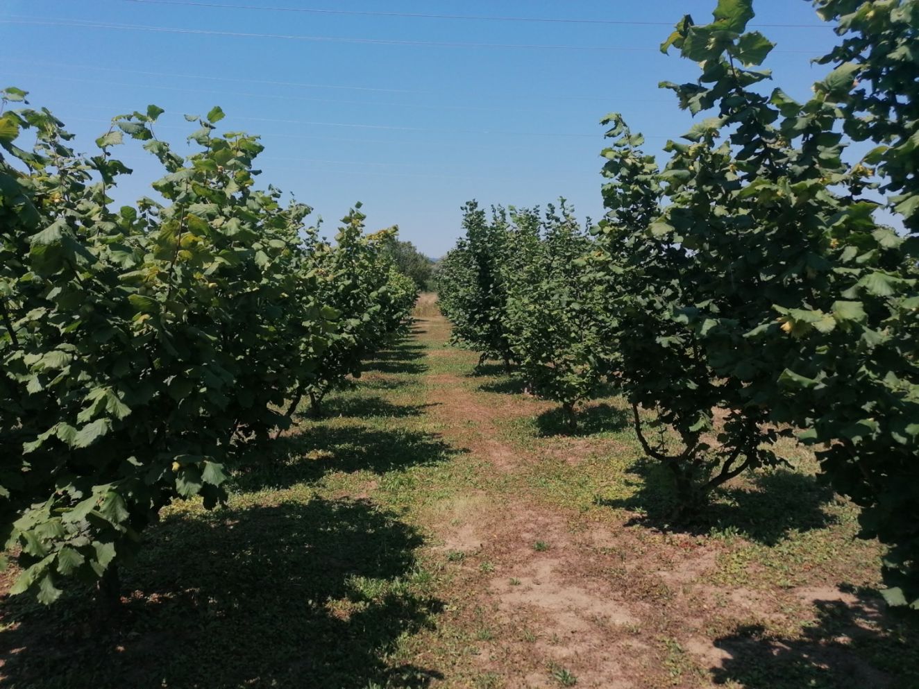 Radovi u rano proljeće u nasadu oraha i lijeske - Gospodarski list