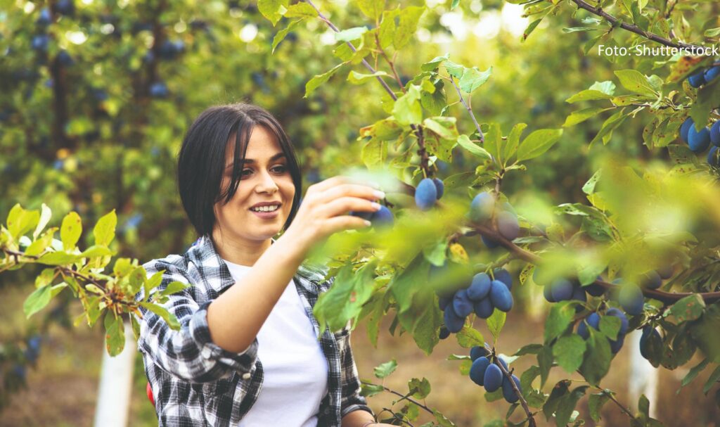 Zašto je šljiva jedna od najomiljenijih voćaka? - Gospodarski list