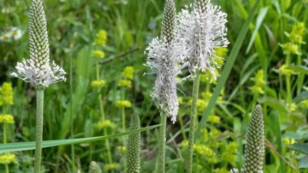 Čaj od trputca - biljke bakteriostatskog djelovanja - Gospodarski list