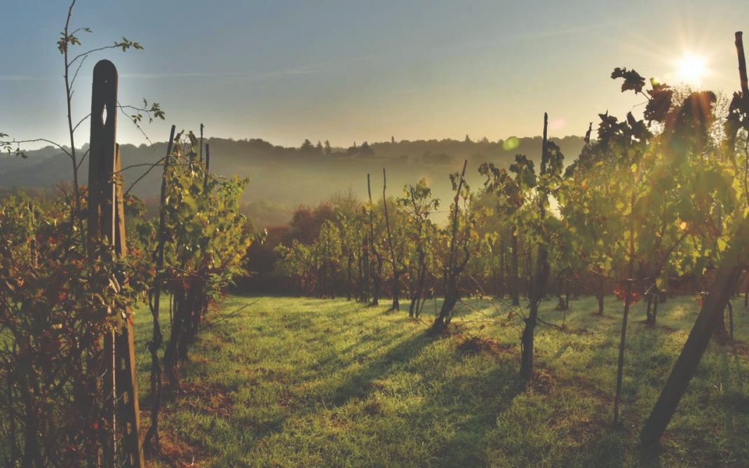 Utjecaj tla na kakvoću grožđa i vina - Gospodarski list