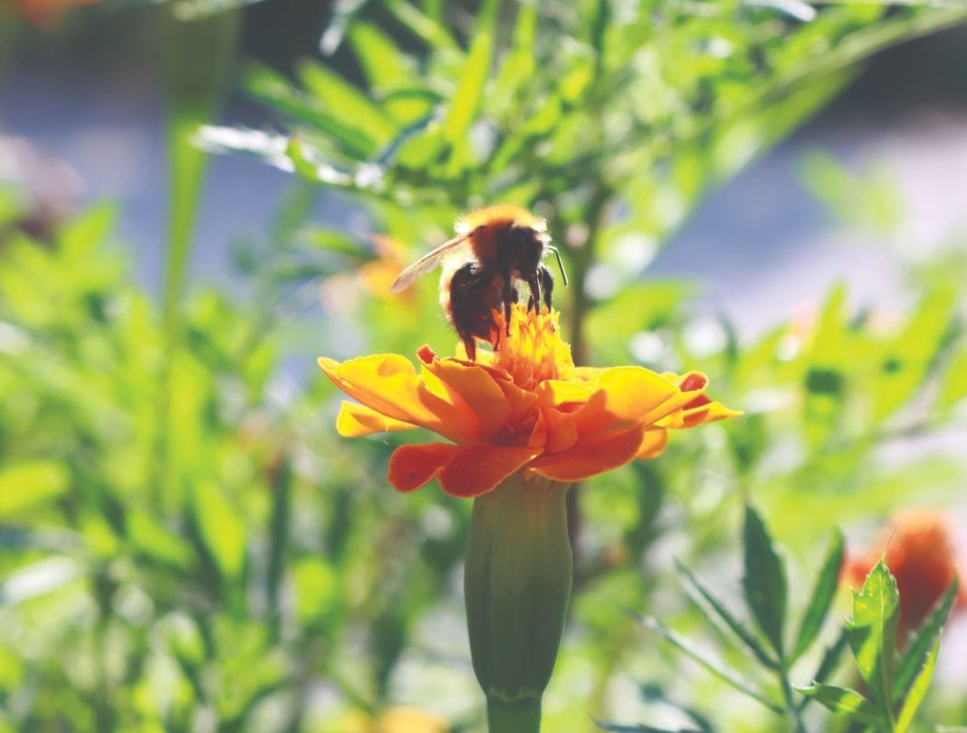 Biljke koje tjeraju i privlače štetnike - Gospodarski list