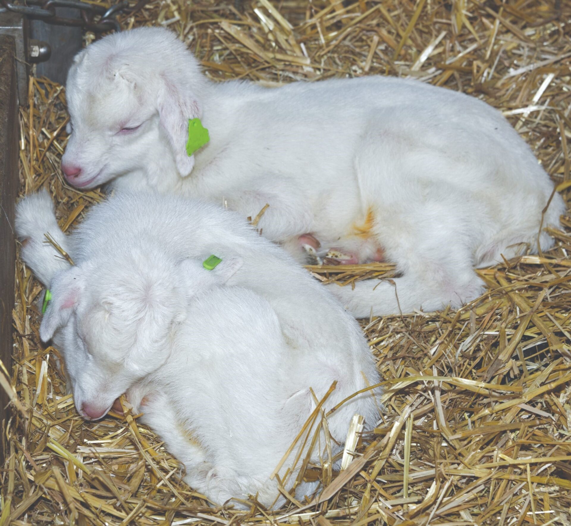 Bolesti janjadi i jaradi - Gospodarski list