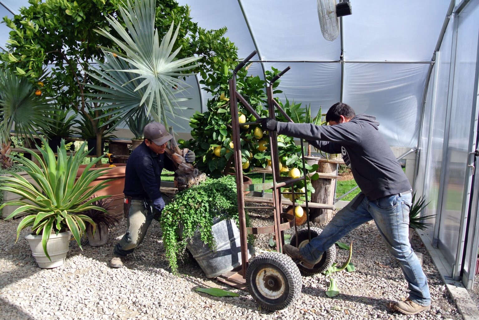 Koje biljke tjeraju ,,napasnikeʺ? - Gospodarski list